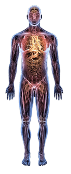 AO Scan Digital Frequency Body Analyzer